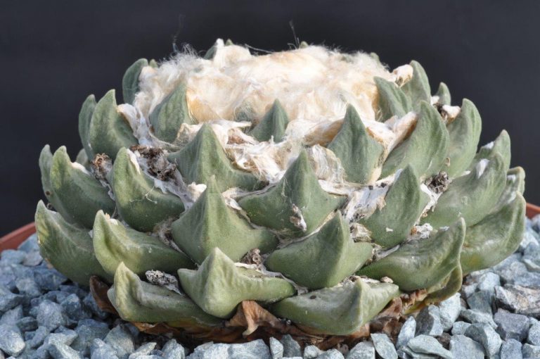 How I Grow Ariocarpus | San Francisco Succulent & Cactus Society