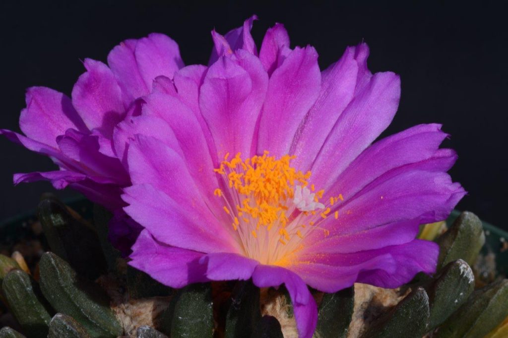 How I Grow Ariocarpus | San Francisco Succulent & Cactus Society