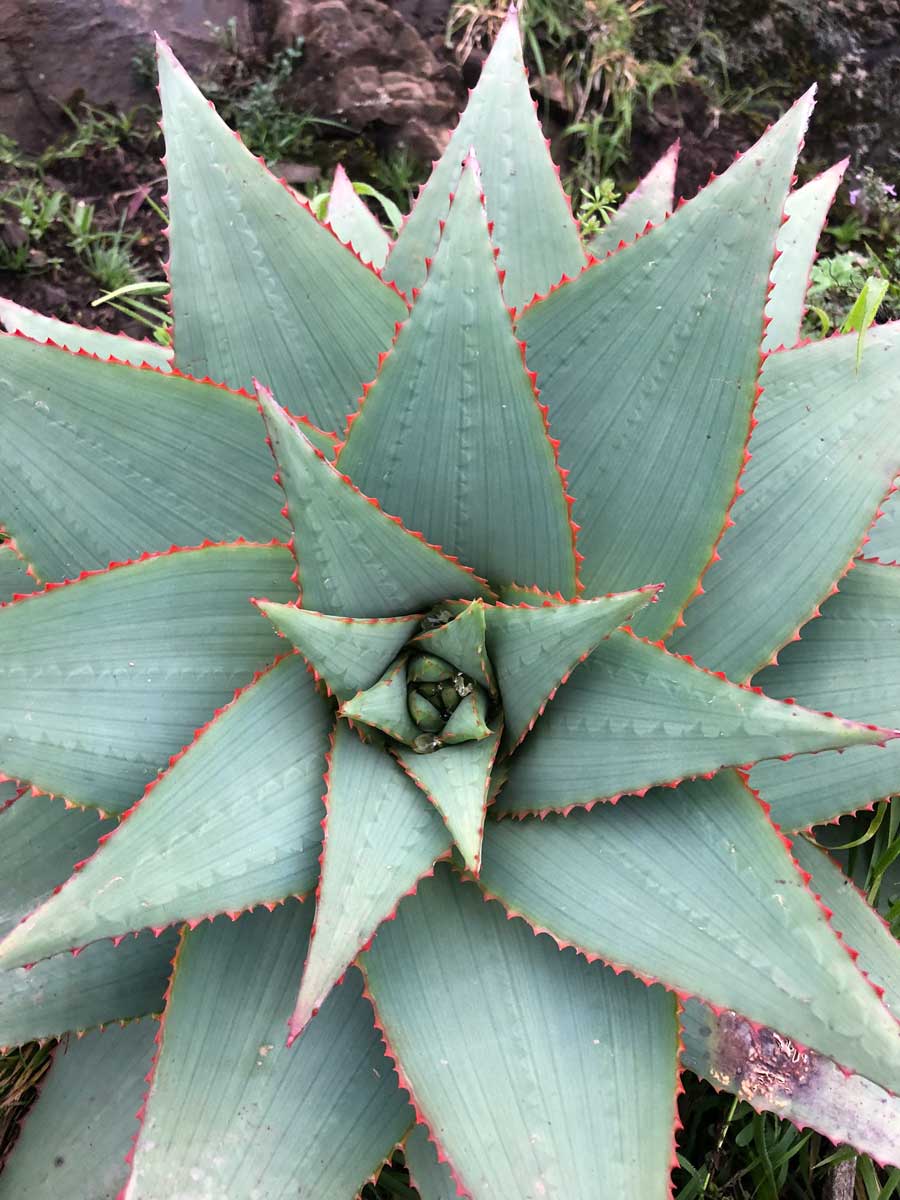 Ethiopia 2018 | San Francisco Succulent & Cactus Society