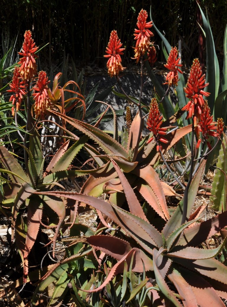 The Aloes of Uganda: The makings of a field guide and the story behind ...