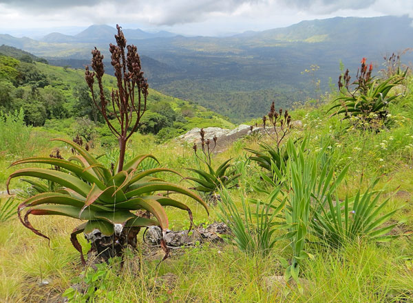 The Aloes of Uganda: The makings of a field guide and the story behind ...