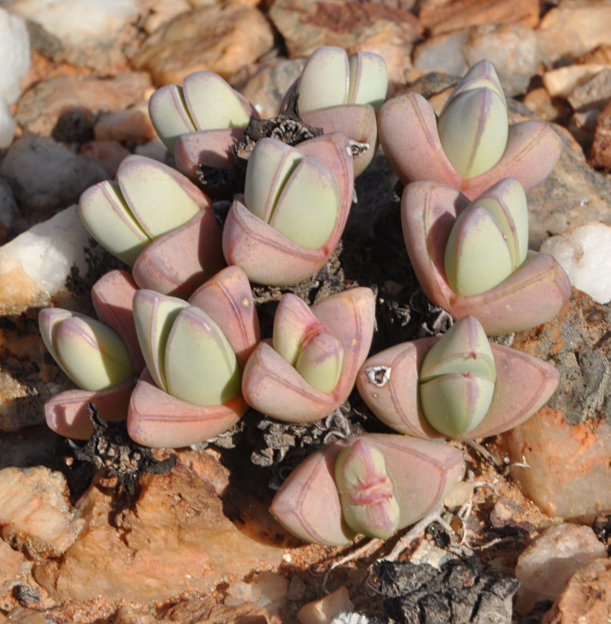 South Africa’s Left Coast | San Francisco Succulent & Cactus Society