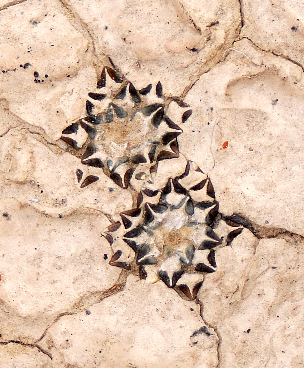 Geometric Geophytes | San Francisco Succulent & Cactus Society