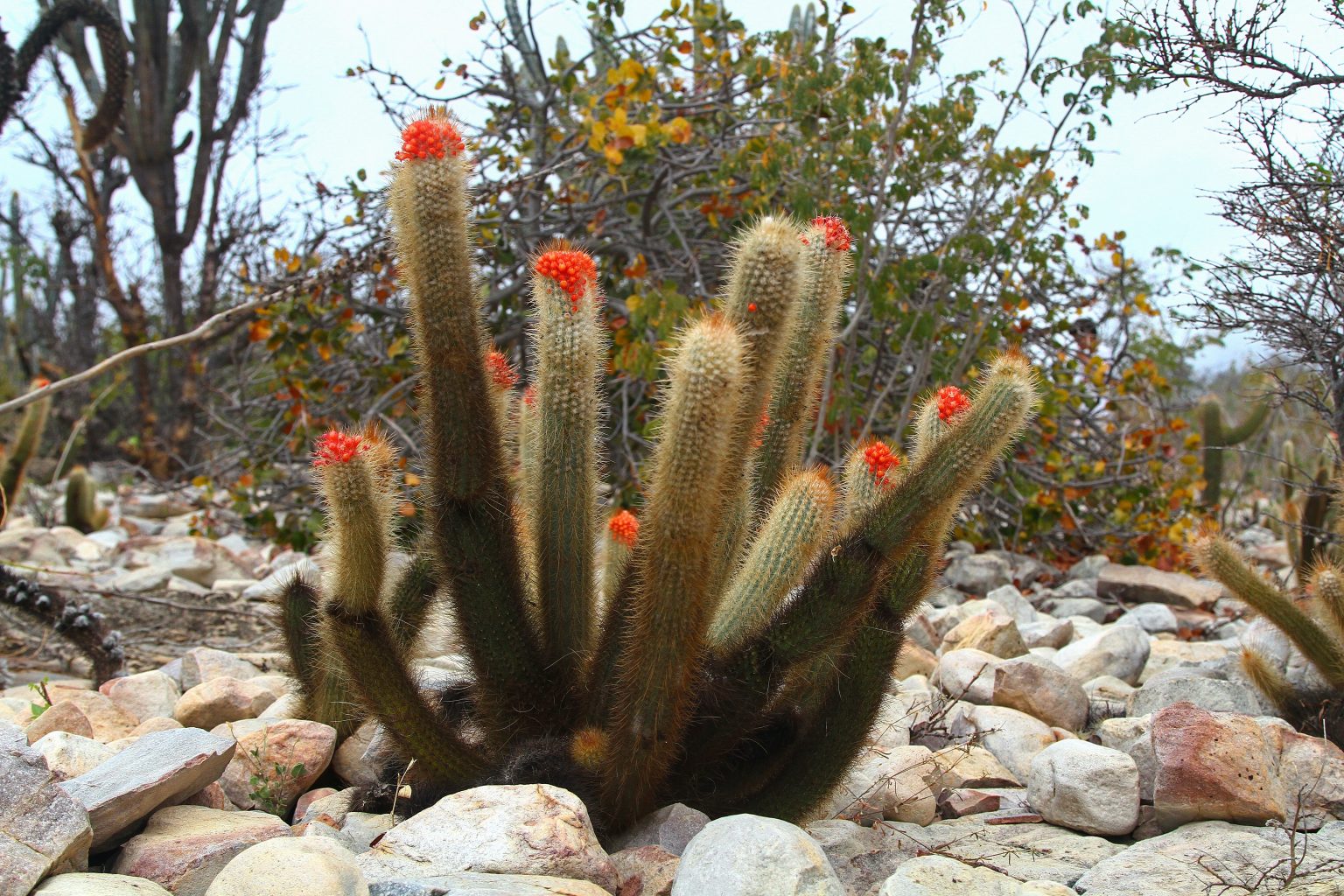Diversity of Cacti of Central Brazil | San Francisco Succulent & Cactus ...
