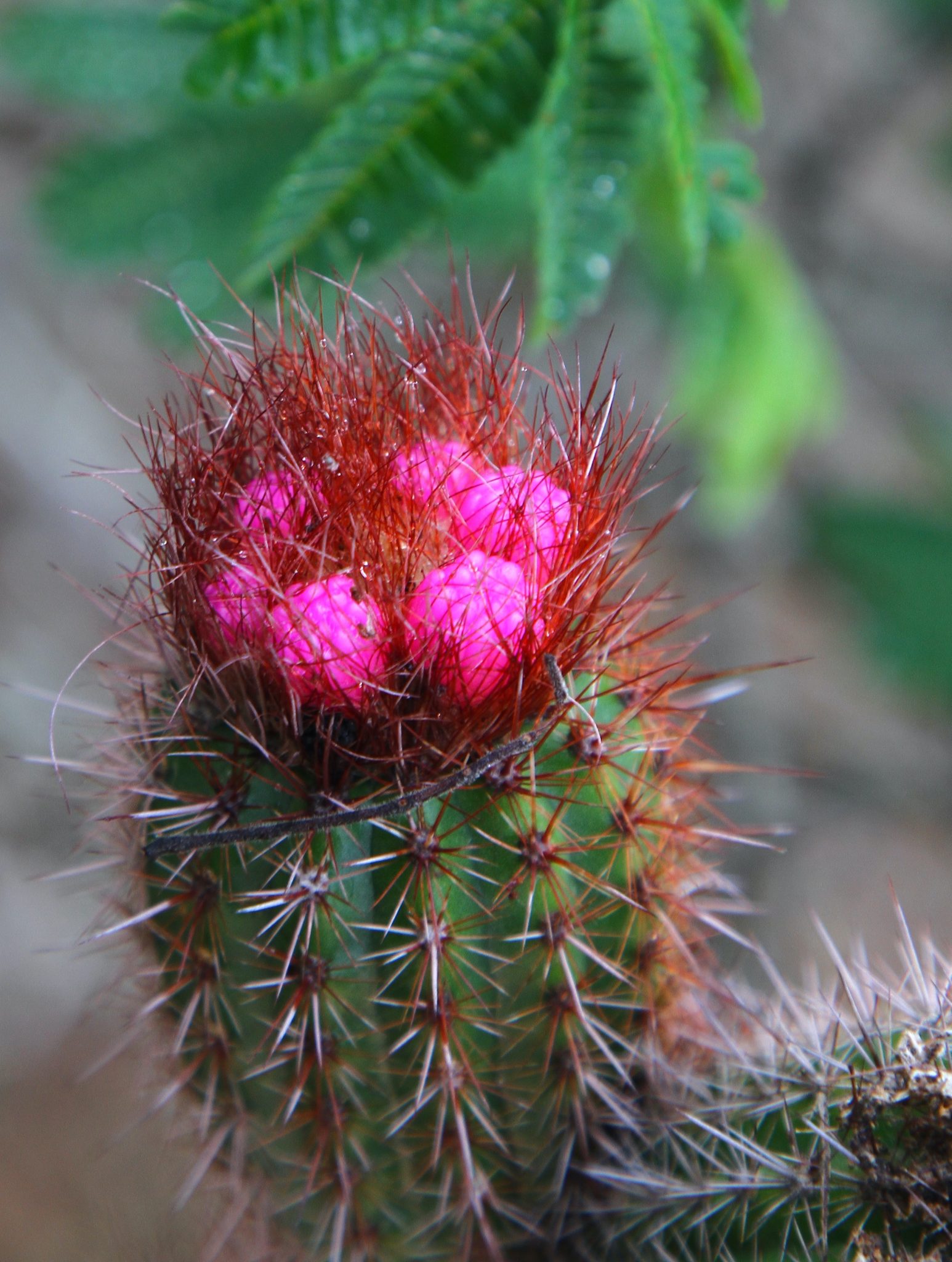 Diversity of Cacti of Central Brazil | San Francisco Succulent & Cactus ...