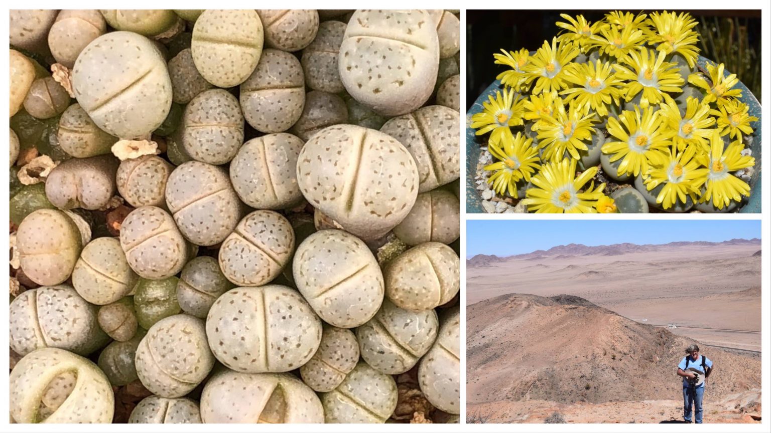 Lithops: The Living Gems of the Desert | San Francisco Succulent ...