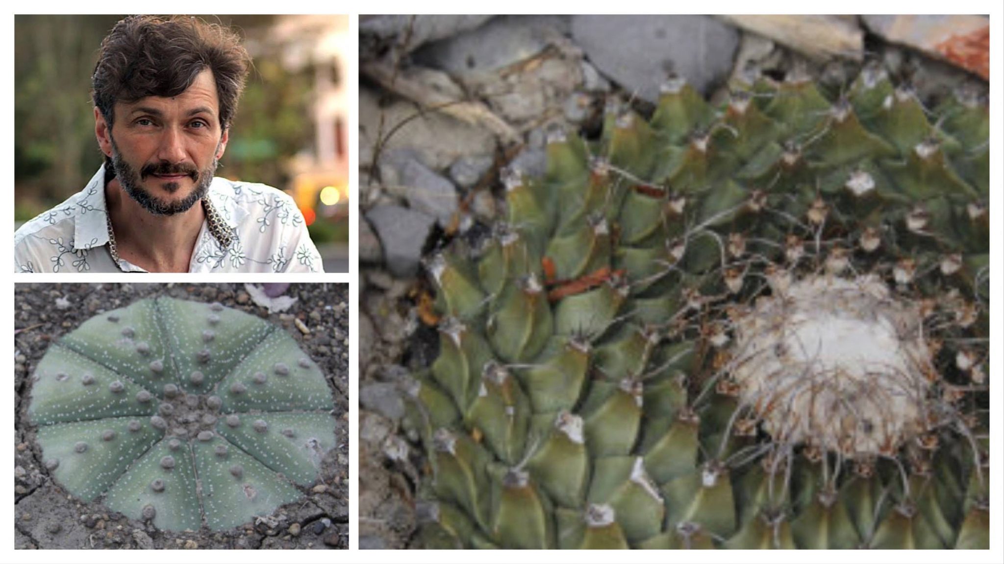 The Romance of Northern Mexico — A Plant Safari | San Francisco ...