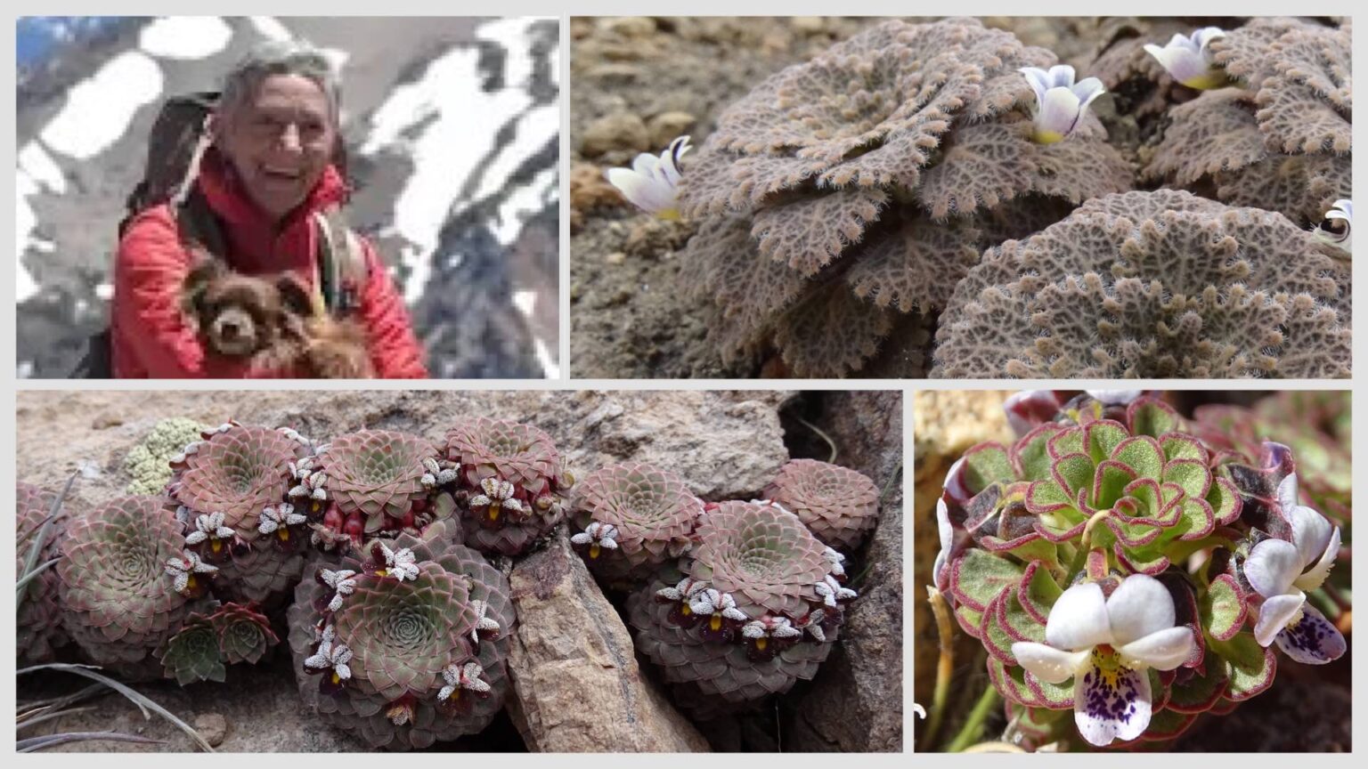 San Francisco Succulent & Cactus Society