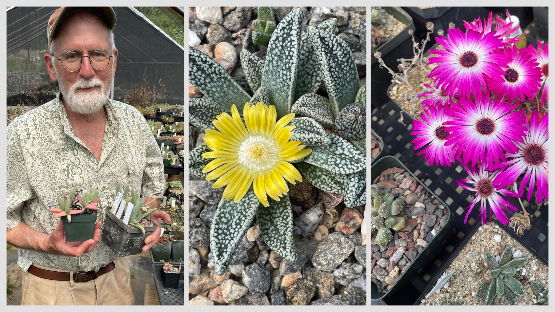 San Francisco Succulent & Cactus Society